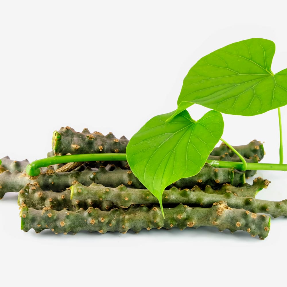 Lyophilization of Giloy stem | Buchi.com